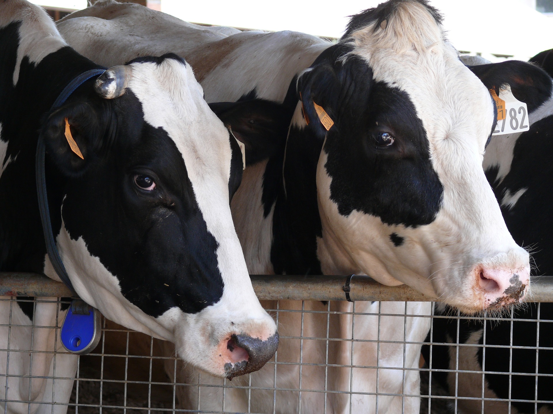 leadership dot #2419: milking the cows – leadership dots